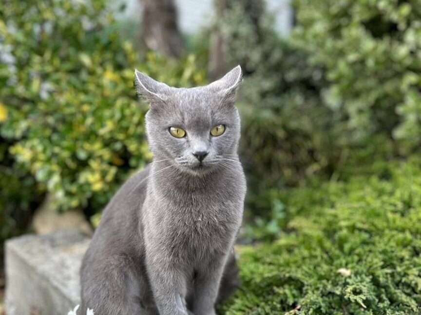 Кошечка в добрые руки