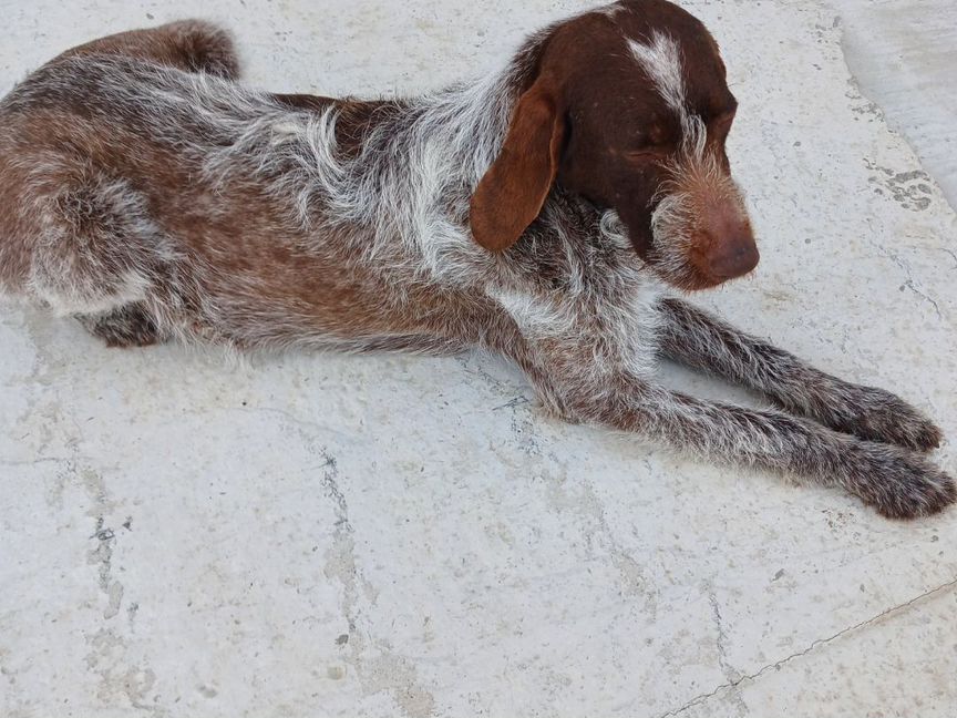 Охотничья собака в добрые руки