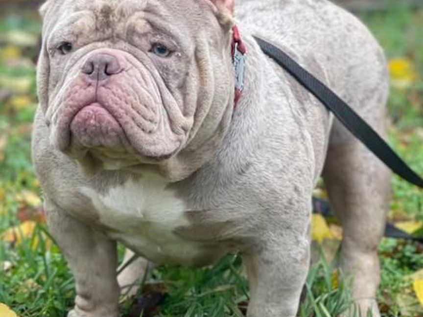 Американский булли вязка