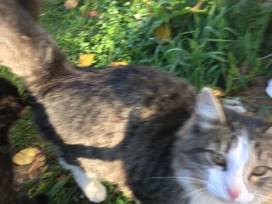 Котик красивый в добрые руки