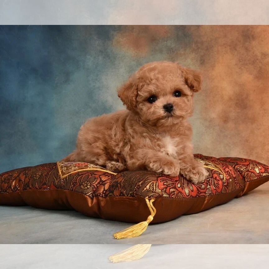 Мальтипу, щенок