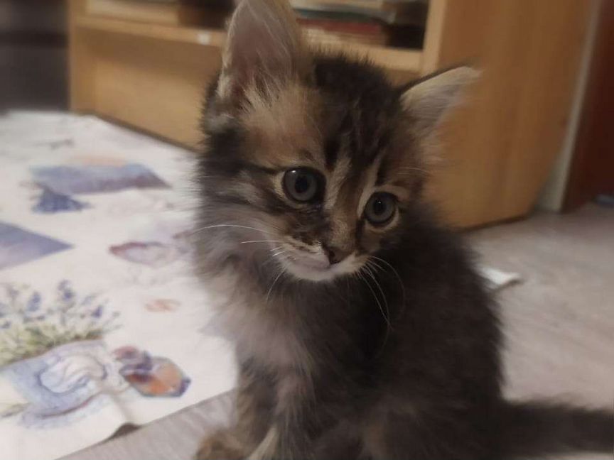 Котята в добрые руки мальчики
