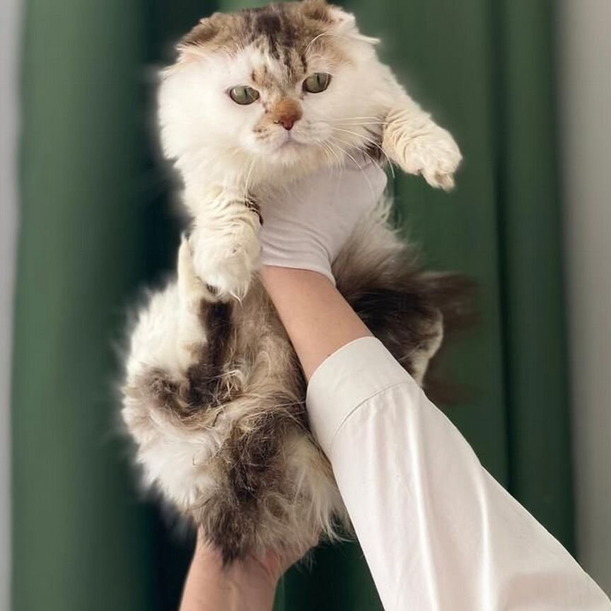 Коротколапый парнишка манчкин