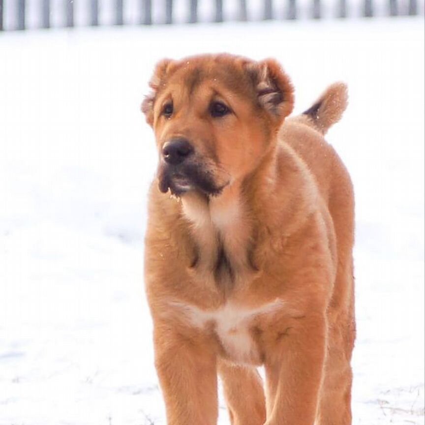 Девочка сао