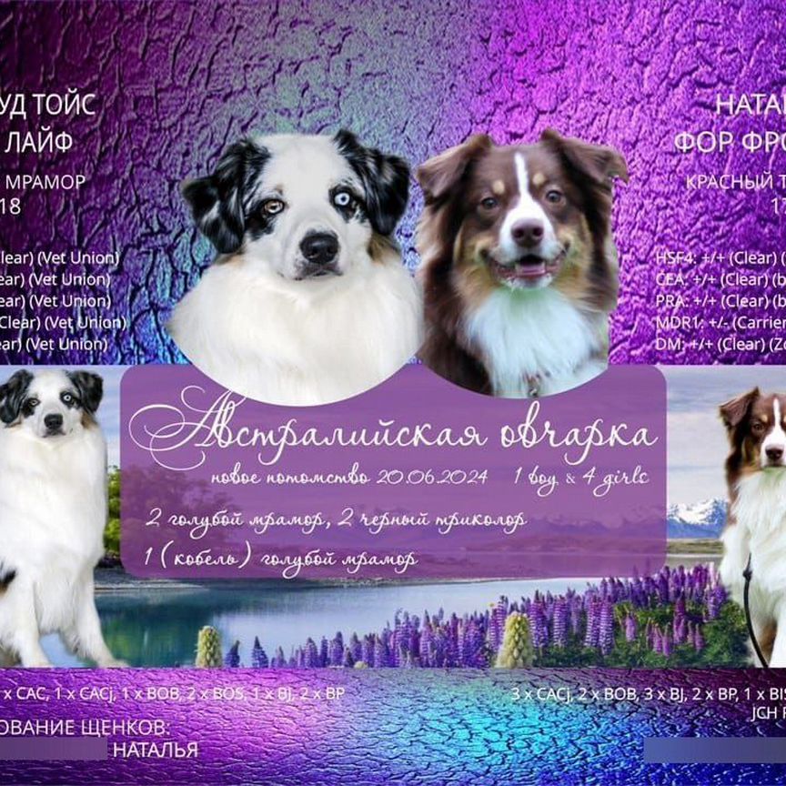 Австралийская овчарка (аусси)