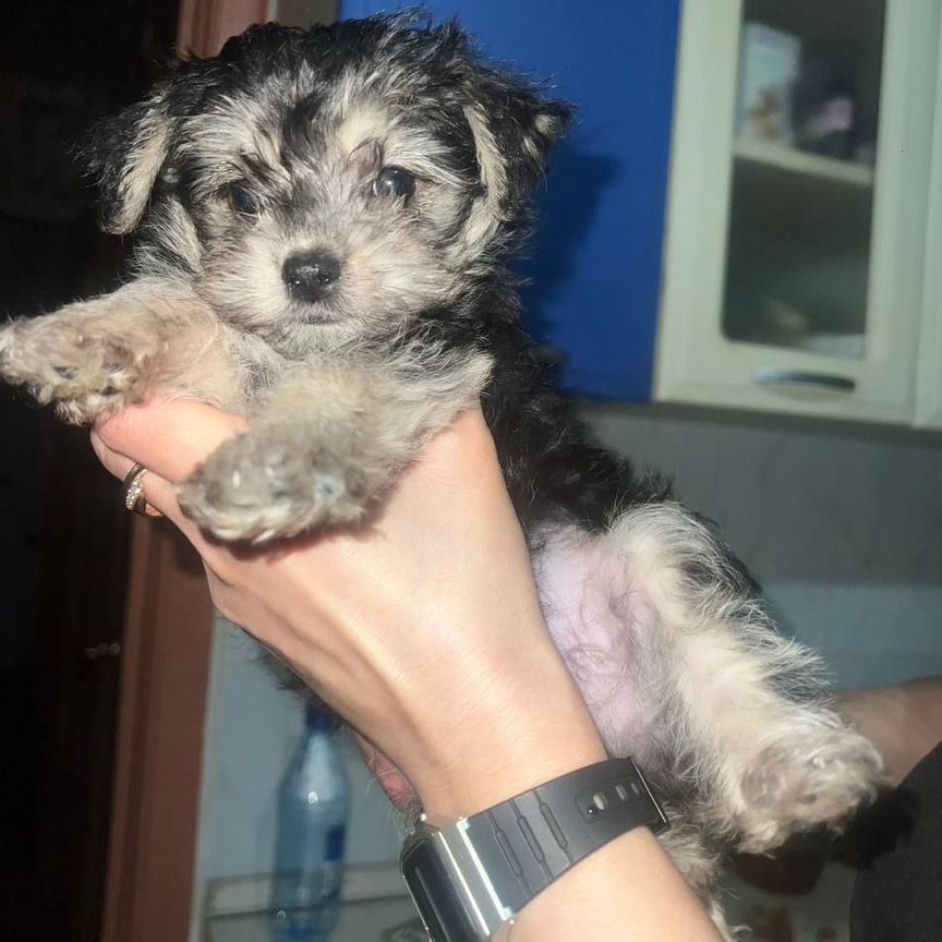 Бивер-йоркширский терьер, щенок