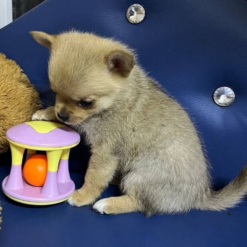 Помчи, щенок