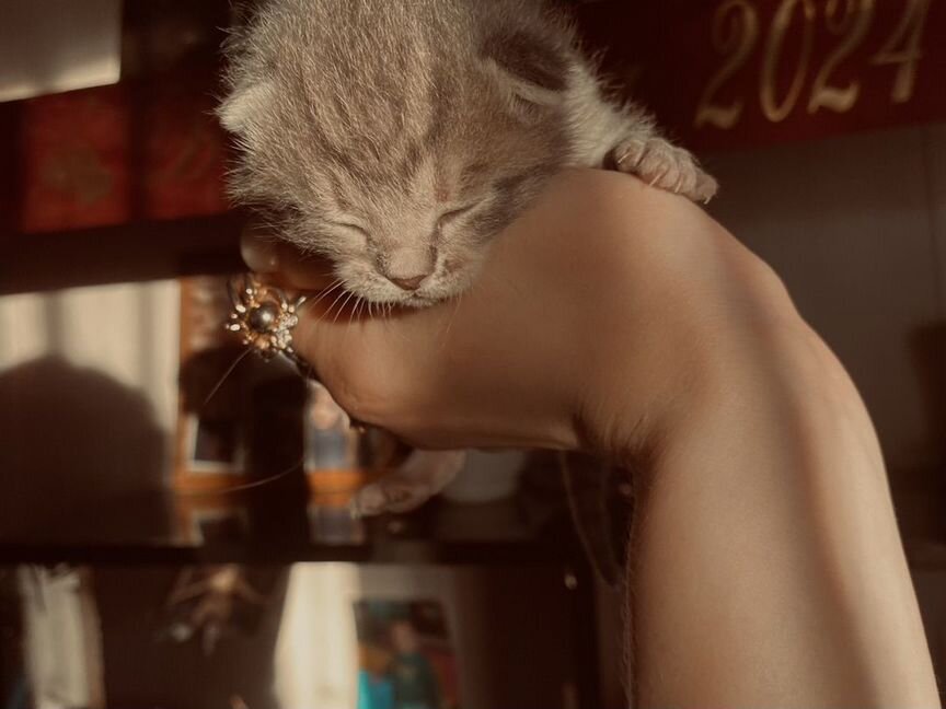 Милый котенок в добрые руки