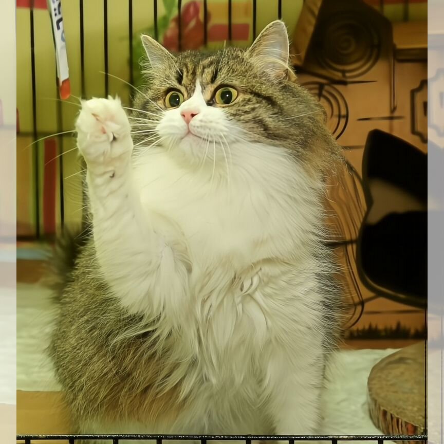 Взрослая кошка в добрые руки