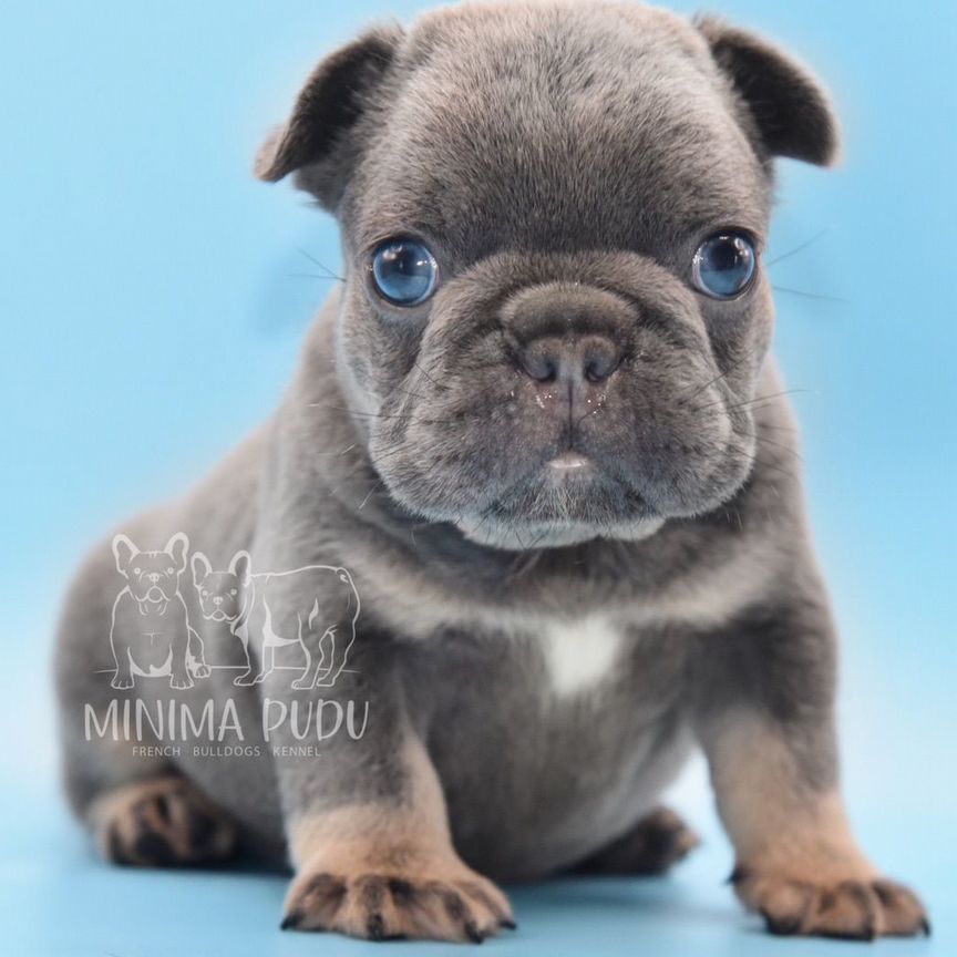 Французский бульдог, щенок
