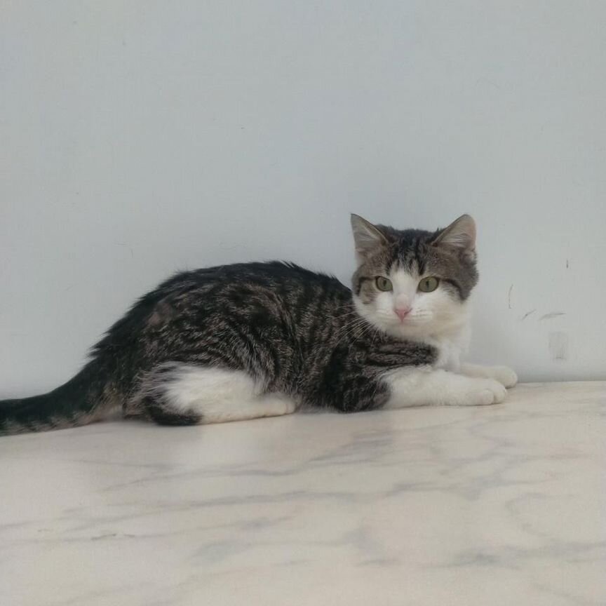 Маленький котенок - настоящий боец