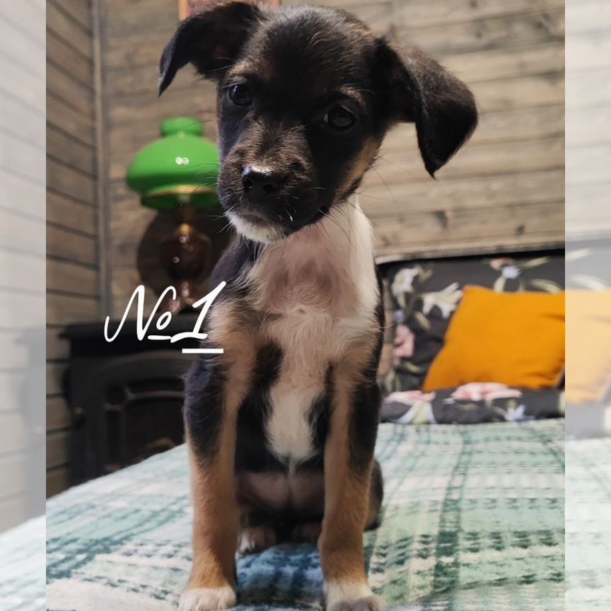 Щенок в добрые руки