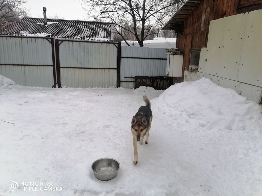 Щенки немецкой овчарки в добрые руки