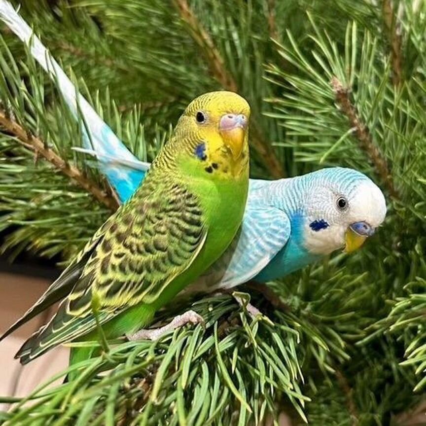 Волнистый попугай