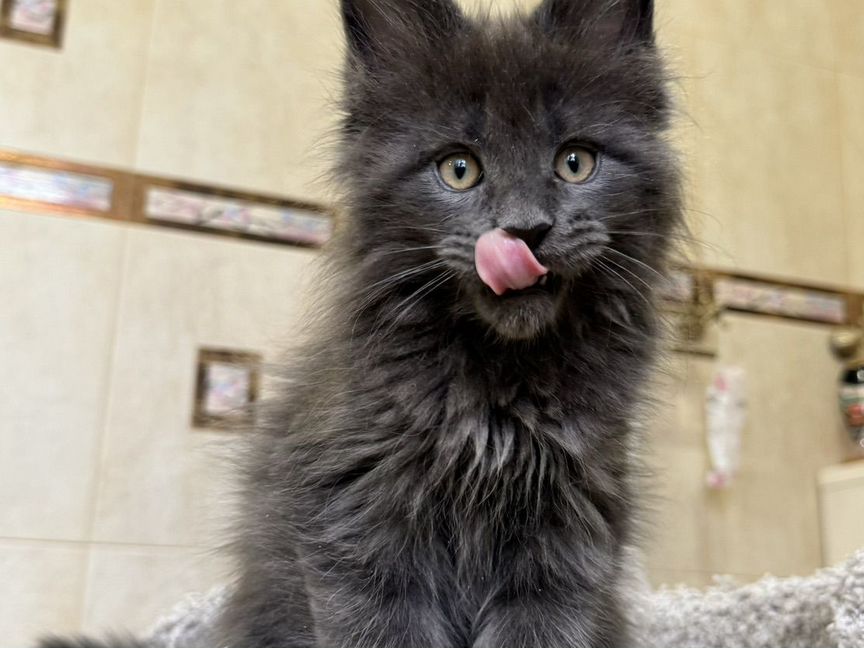 Мейн-кун полидакт