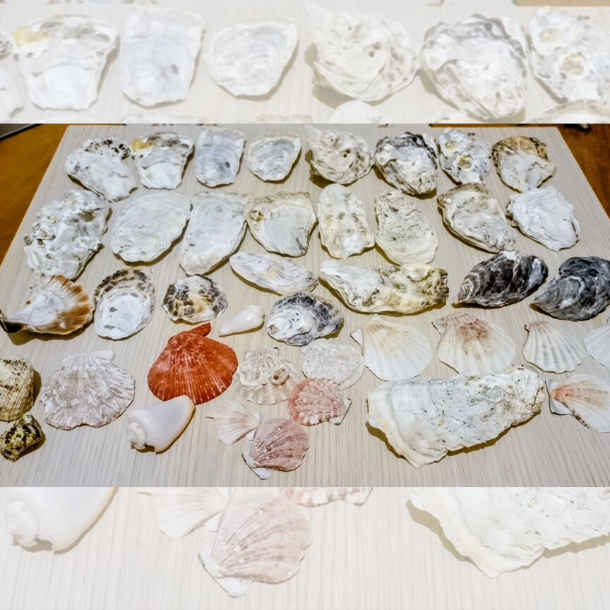 Набор ракушек для аквариума или для творчества