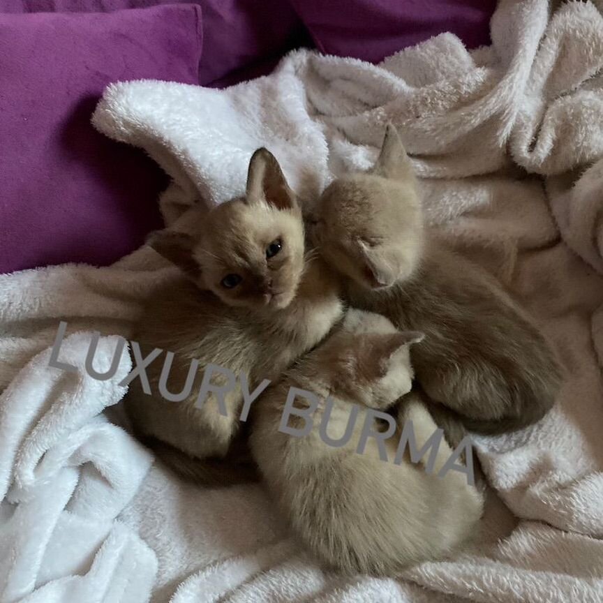 Бурманские котята