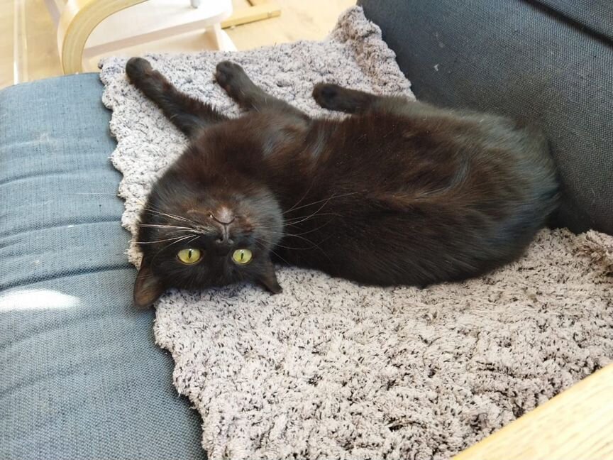 Кошка Дуся в дар