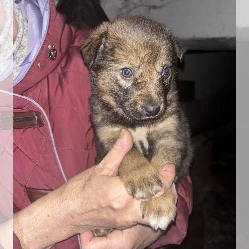 Щенок в добрые руки