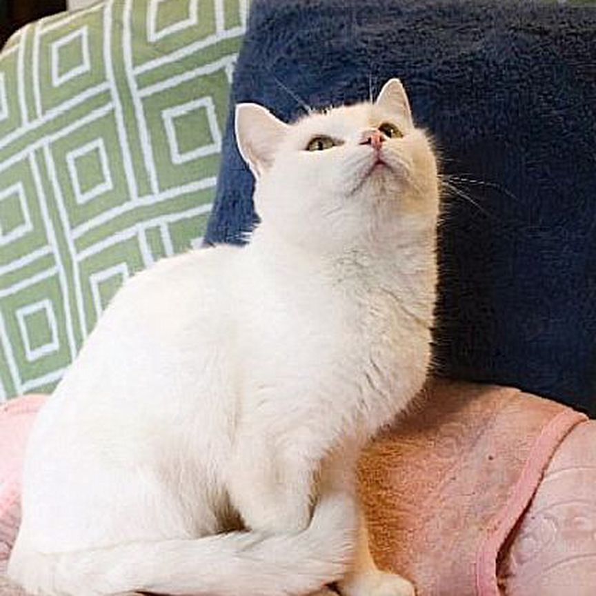 Кошка белая