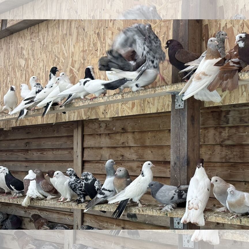 Бакинские,Турецкие,Андижанские,Павлины,Иранские