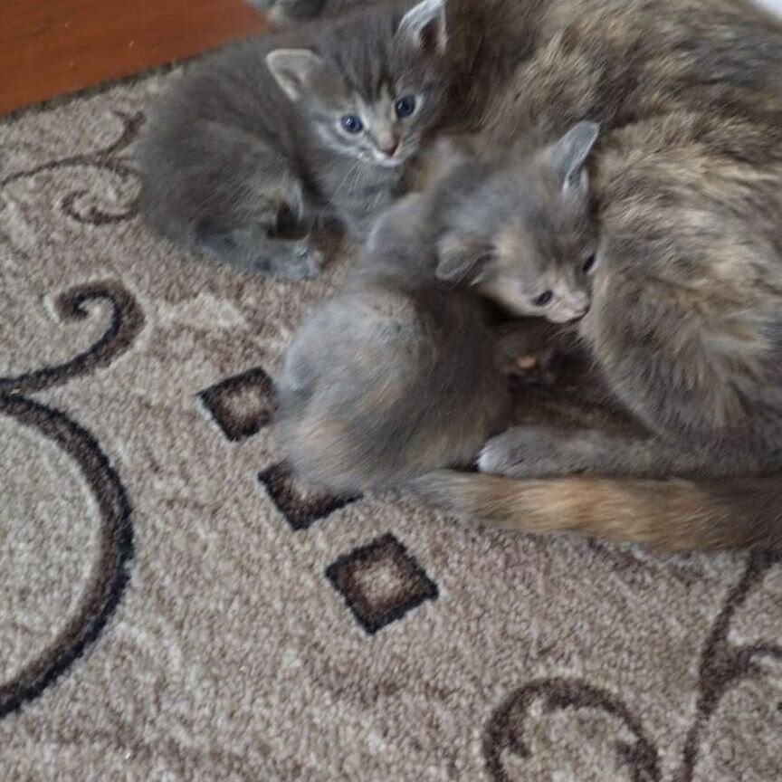 Отдам котенка в добрые руки
