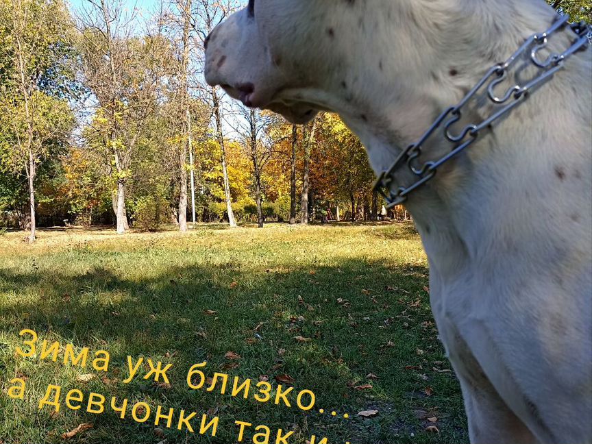 Американский питбуль вязка