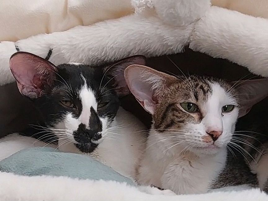 Ориентальные котята