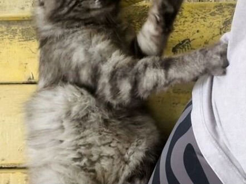 Заберите котика выкинули хозяева