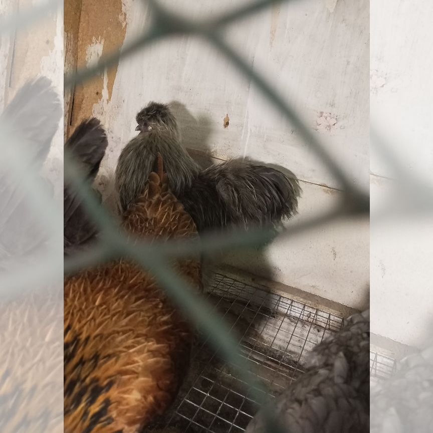 Петух китайский шелковый 7 месяцев