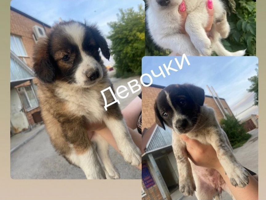Щенки в добрые руки