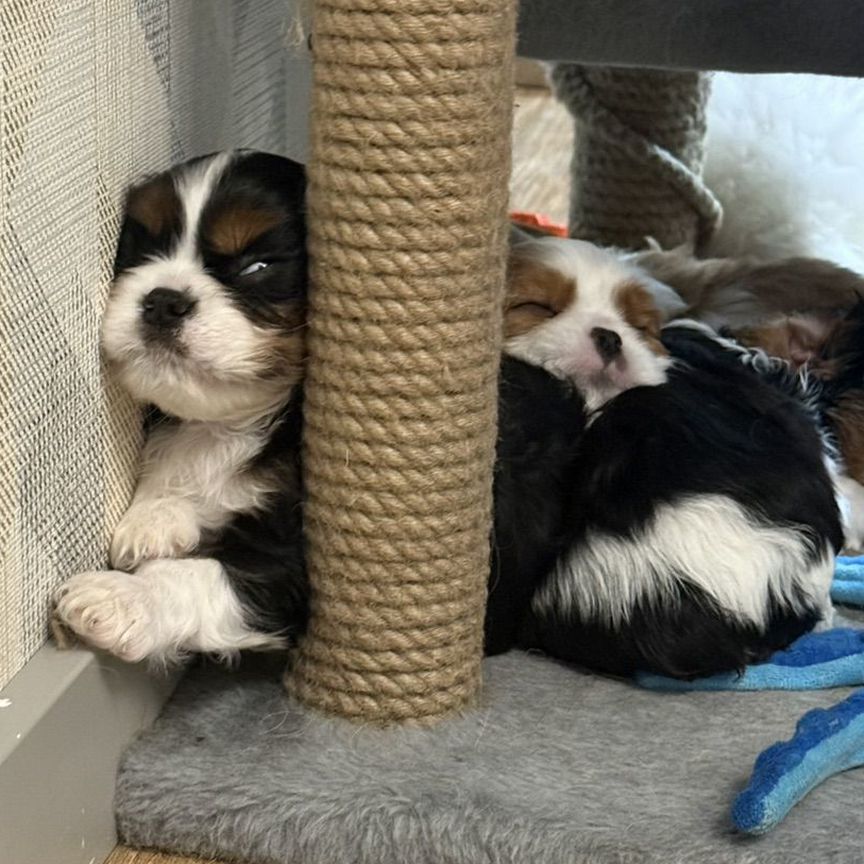 Кавалер кинг-чарльз-спаниель, щенок