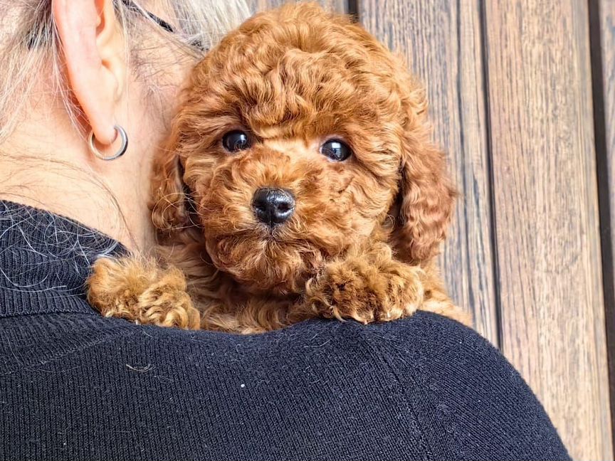 Той пудель редбраун девочка