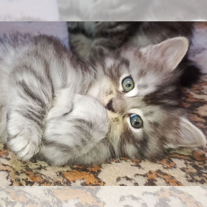 Котенок 1,2мес