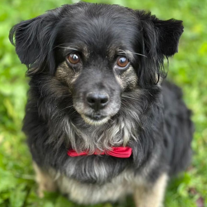 Взрослый пёс в добрые руки