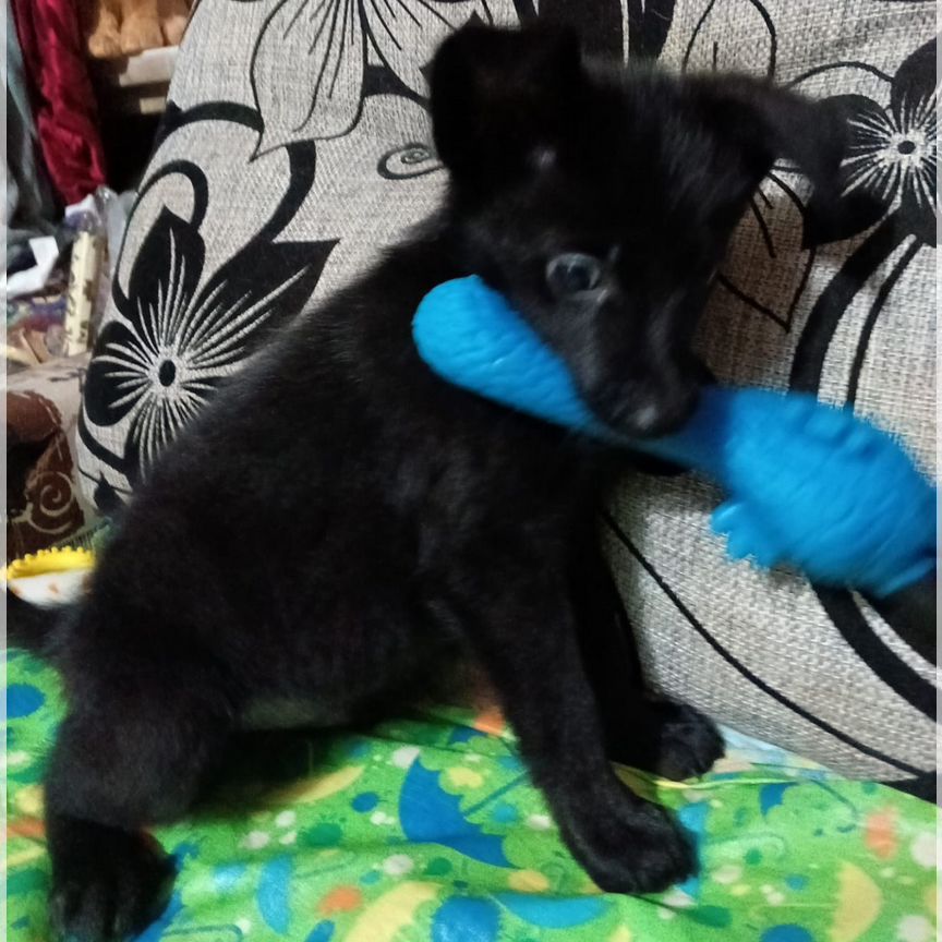 Щенок в добрые руки