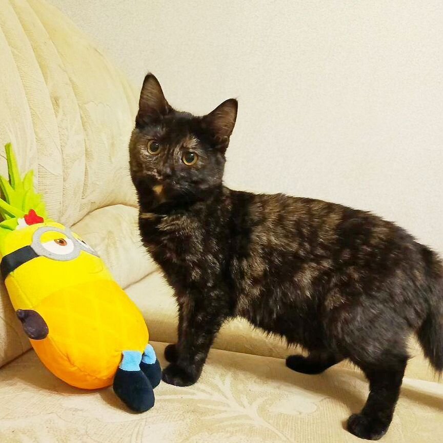 Ищет дом котенок