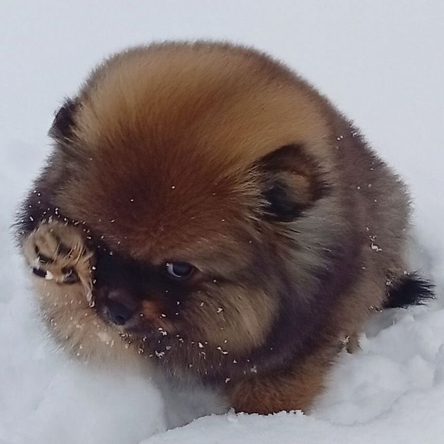 Померанский шпиц, щенок