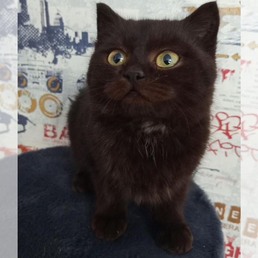 Котенок британка