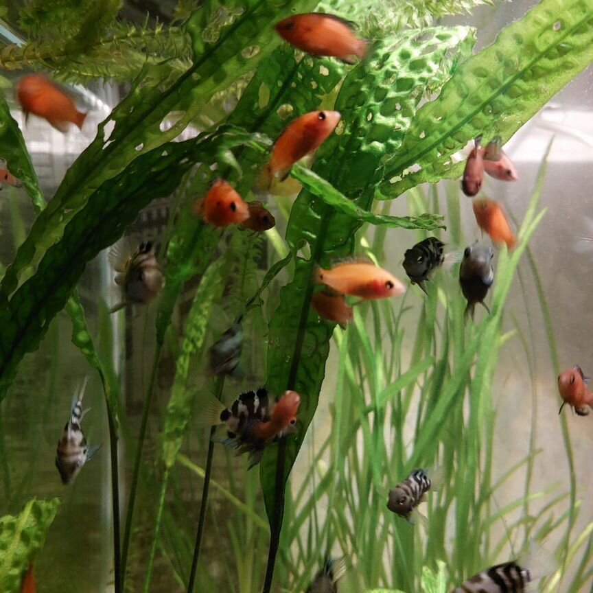 Хемихромис ексул, сапфировый попугай