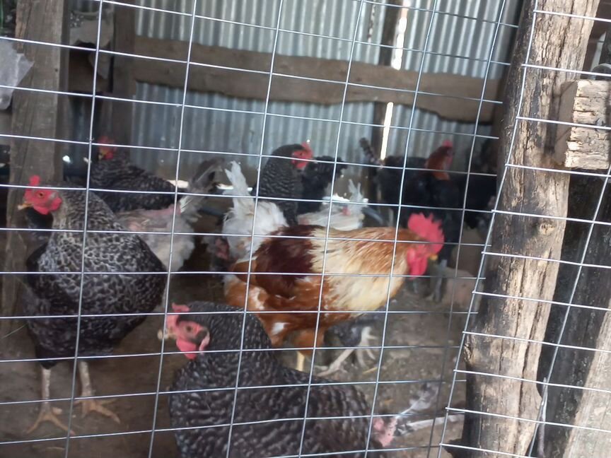 Куры несушки