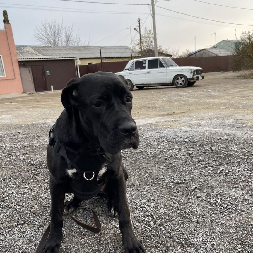 Собака кане корсо