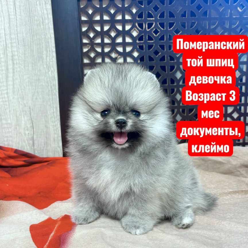 Померанский шпиц, щенок