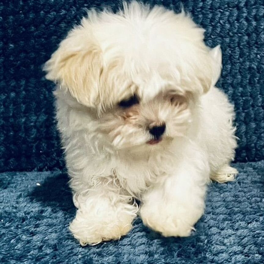 Мальтийская болонка, щенок