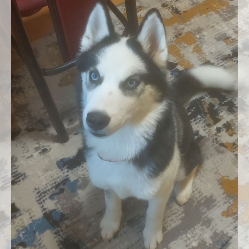 Сибирский хаски, щенок