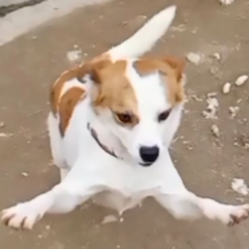 Мальчиш ищет семью