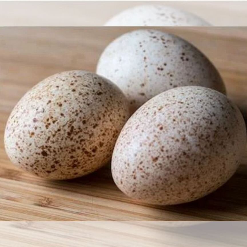 Инкубационное яйцо индейки