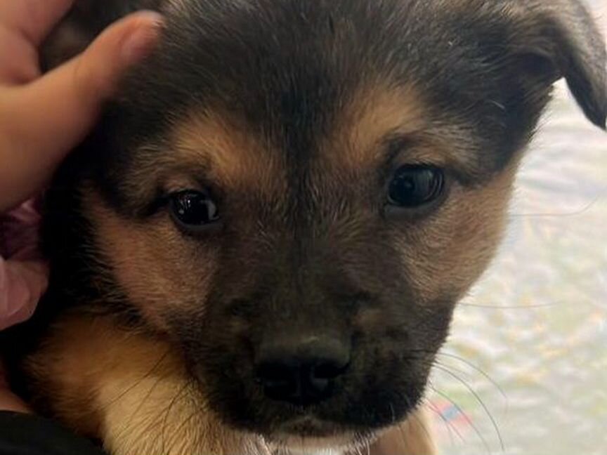 Щенок девочка около 2 месяцев