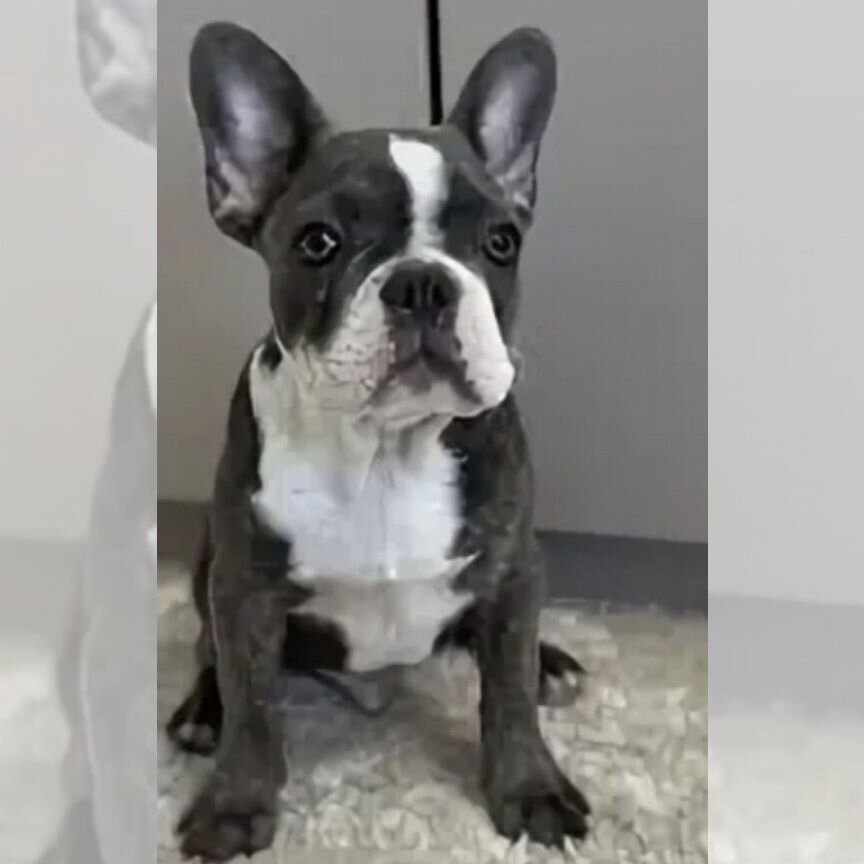 Французский бульдог, щенок