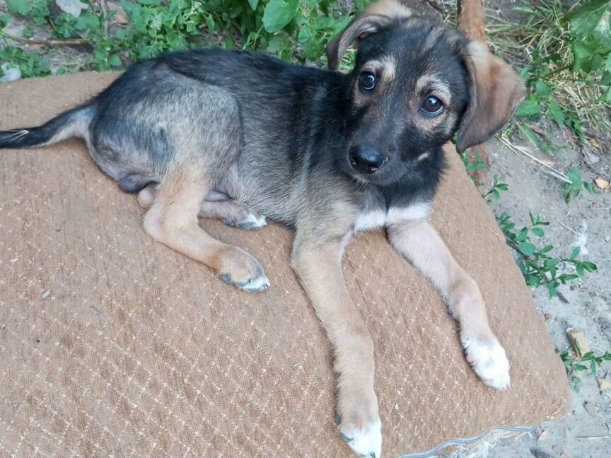 Щенки в добрые руки